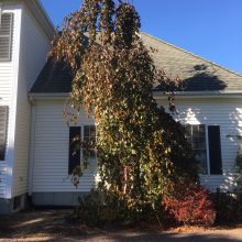 Trees For Sale - Dale Tree Movers & Tree Farm Dale Tree Movers & Tree Farm