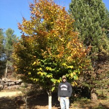 Trees For Sale - Dale Tree Movers & Tree Farm Dale Tree Movers & Tree Farm
