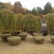 Trees For Sale - Dale Tree Movers & Tree Farm Dale Tree Movers & Tree Farm