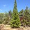 Trees For Sale - Dale Tree Movers & Tree Farm Dale Tree Movers & Tree Farm