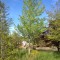 Trees For Sale - Dale Tree Movers & Tree Farm Dale Tree Movers & Tree Farm