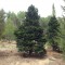 Trees For Sale - Dale Tree Movers & Tree Farm Dale Tree Movers & Tree Farm