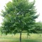 Trees For Sale - Dale Tree Movers & Tree Farm Dale Tree Movers & Tree Farm
