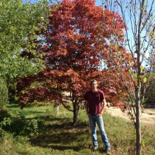 Trees For Sale - Dale Tree Movers & Tree Farm Dale Tree Movers & Tree Farm