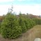 Trees For Sale - Dale Tree Movers & Tree Farm Dale Tree Movers & Tree Farm