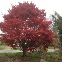 Trees For Sale - Dale Tree Movers & Tree Farm Dale Tree Movers & Tree Farm