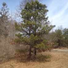 Trees For Sale - Dale Tree Movers & Tree Farm Dale Tree Movers & Tree Farm