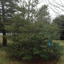 Trees For Sale - Dale Tree Movers & Tree Farm Dale Tree Movers & Tree Farm