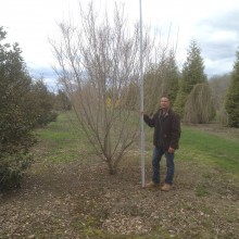 Trees For Sale - Dale Tree Movers & Tree Farm Dale Tree Movers & Tree Farm