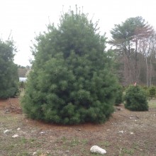 Trees For Sale - Dale Tree Movers & Tree Farm Dale Tree Movers & Tree Farm