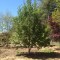 Trees For Sale - Dale Tree Movers & Tree Farm Dale Tree Movers & Tree Farm
