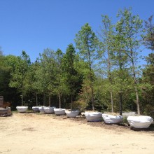 Trees For Sale - Dale Tree Movers & Tree Farm Dale Tree Movers & Tree Farm