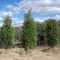 Trees For Sale - Dale Tree Movers & Tree Farm Dale Tree Movers & Tree Farm